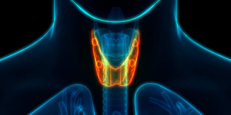 Sistema endócrino - funções, características e doenças