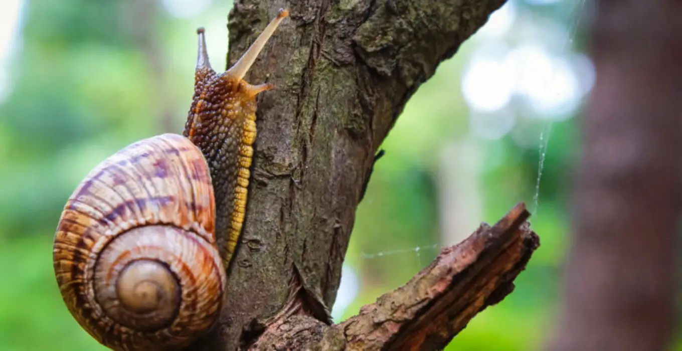 10 Características dos Invertebrados