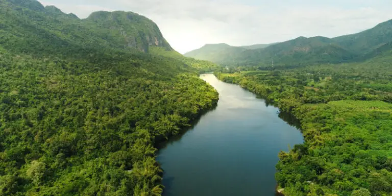 Selva - informações, localização, tipos, características