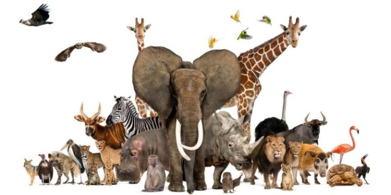 Vertebrados - características, origem, classificação, invertebrados